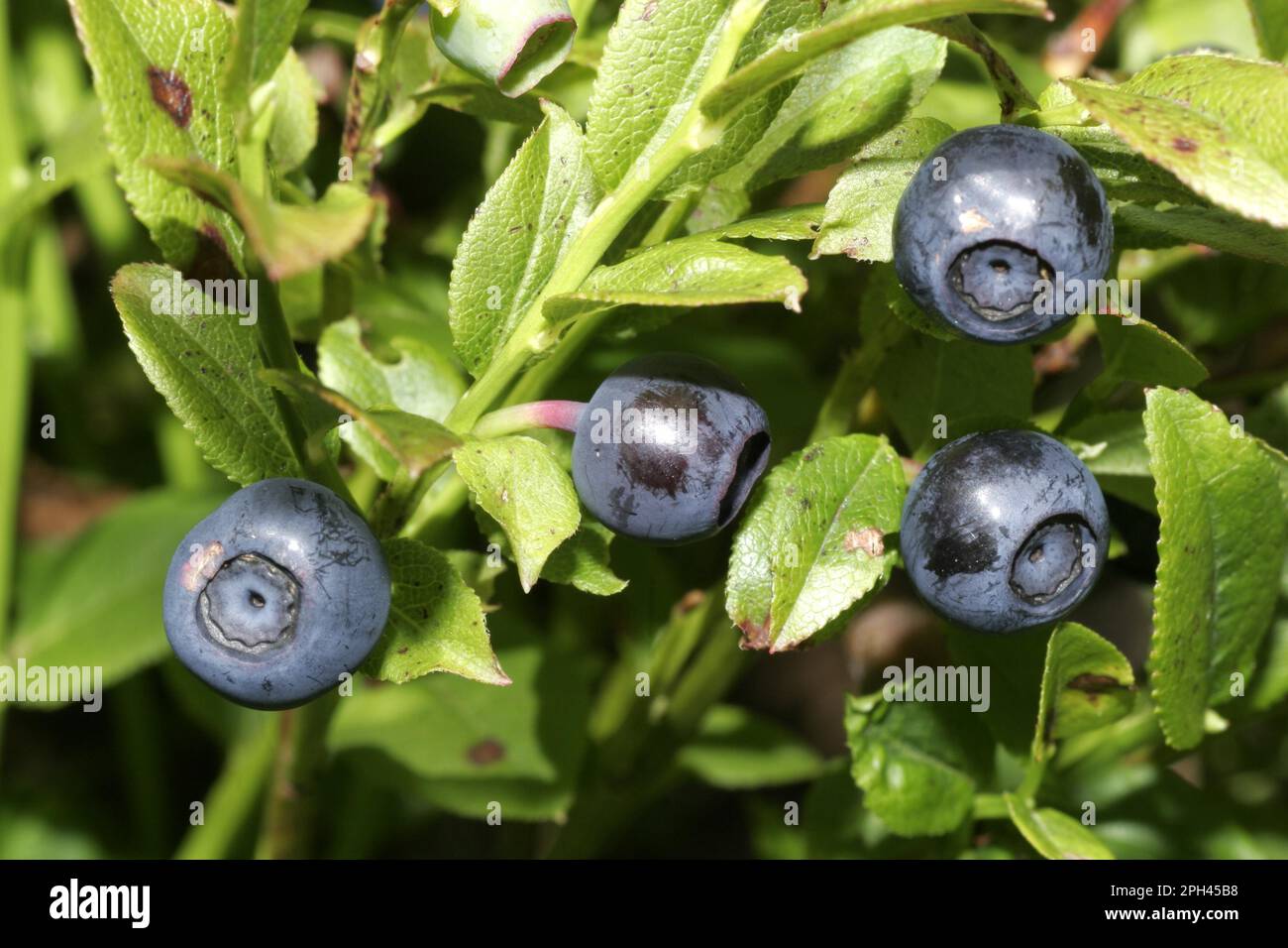 Hayberry hi-res stock photography and images - Alamy