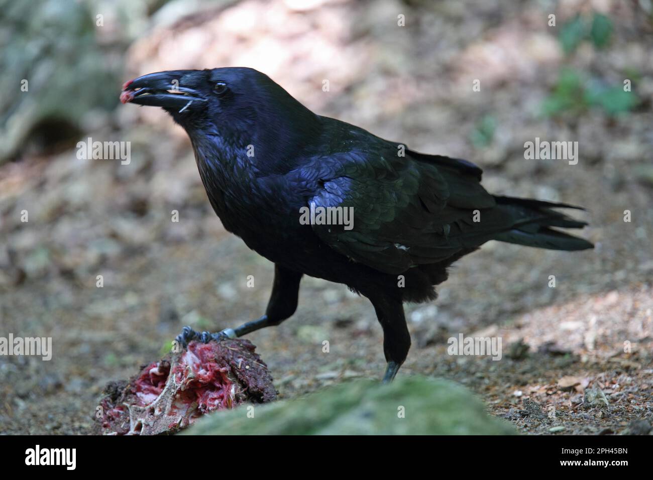 Mature raven hi-res stock photography and images - Alamy