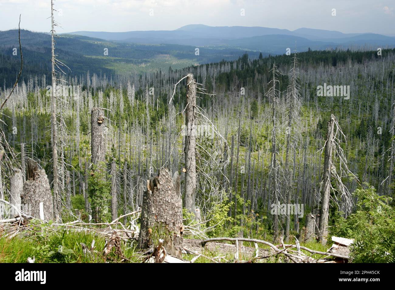Forest dieback on the Lusen, Bavarian Forest, Bavaria, Germany Stock ...