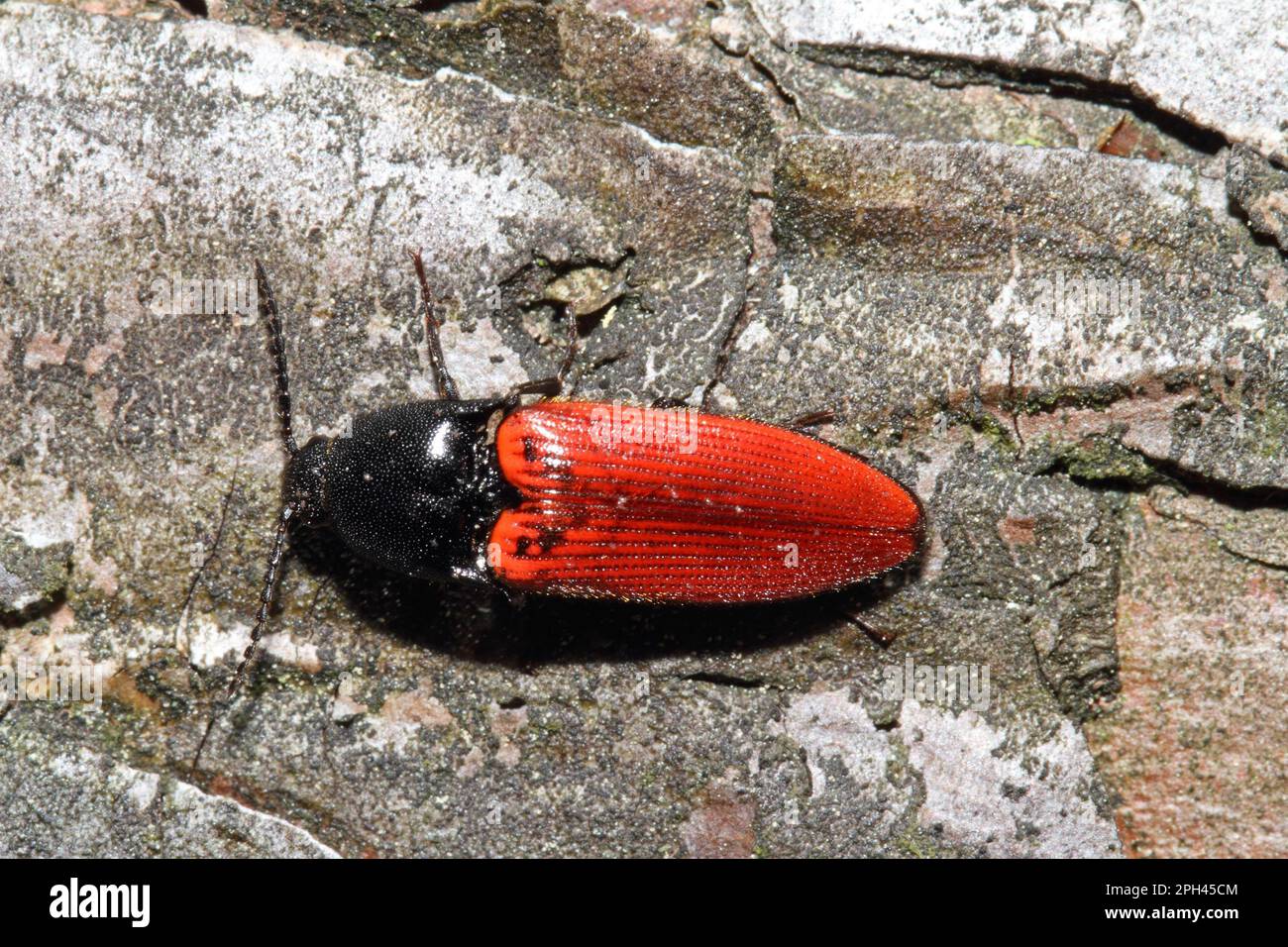 Red click beetle hi-res stock photography and images - Alamy