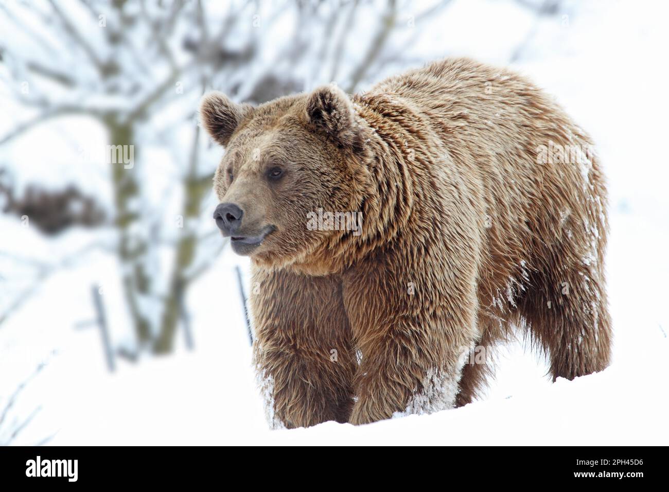 European brown bear Stock Photo - Alamy
