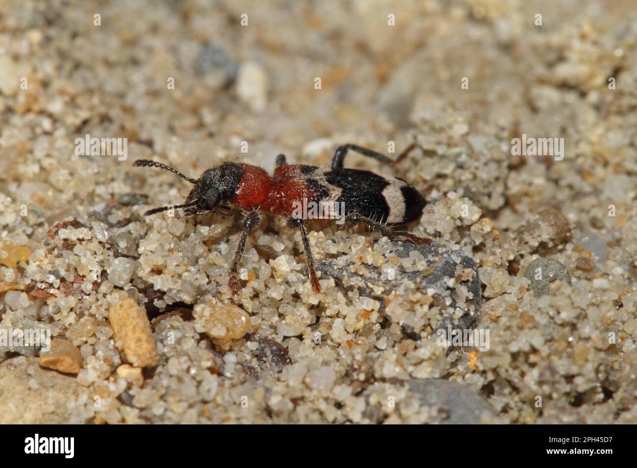 Large anteater beetle Stock Photo - Alamy
