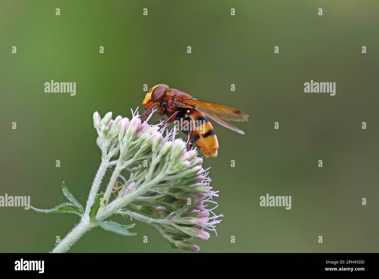 Hornet mimic fly hi-res stock photography and images - Alamy