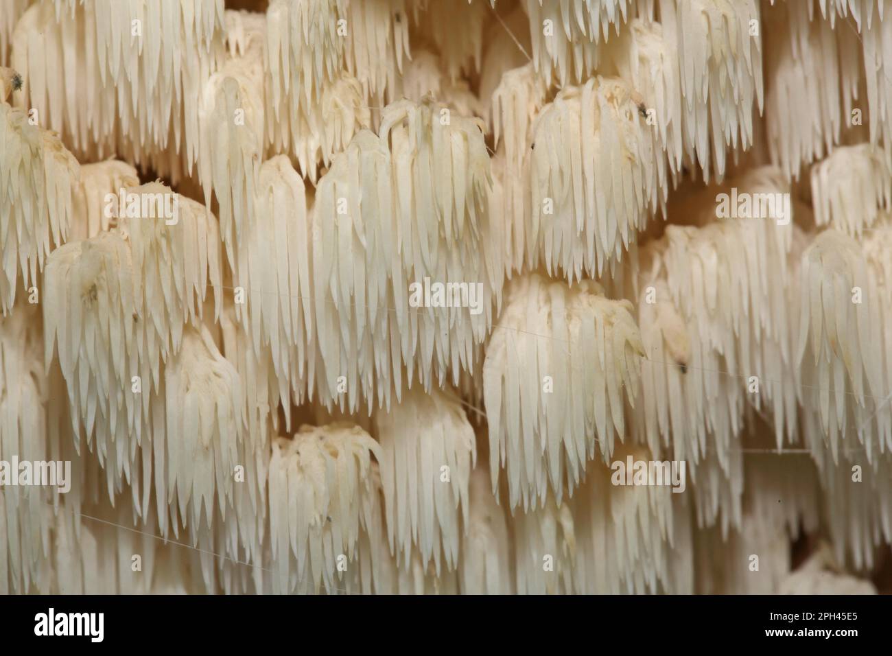 Coral beech hi-res stock photography and images - Alamy