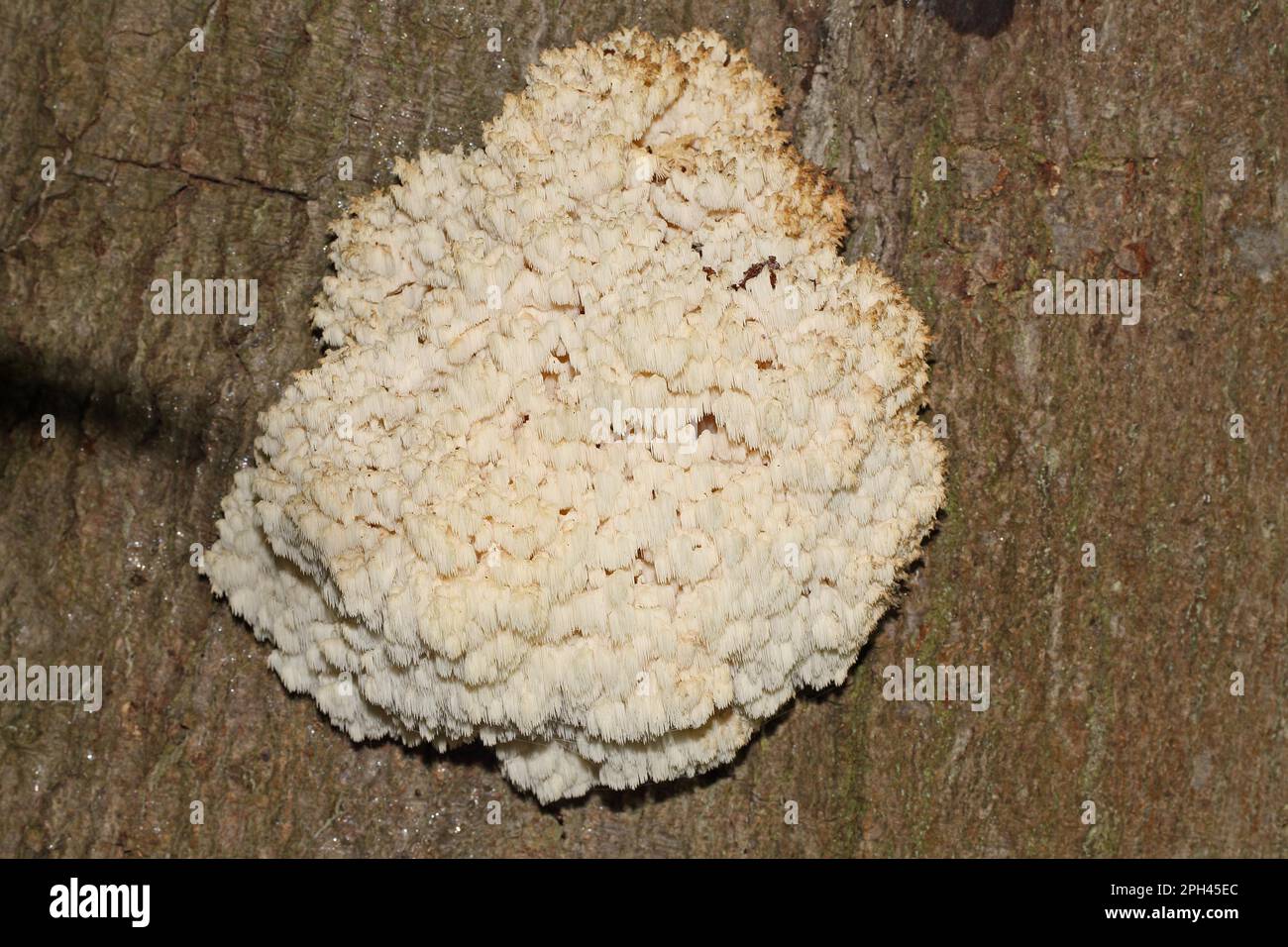 Coral beech hi-res stock photography and images - Alamy