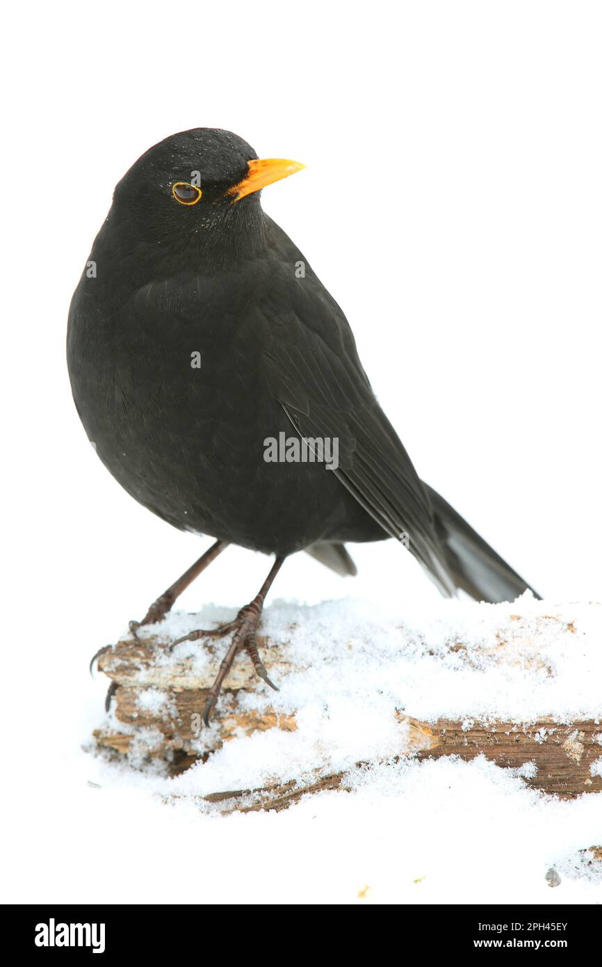 Environment wintry Cut Out Stock Images & Pictures - Alamy