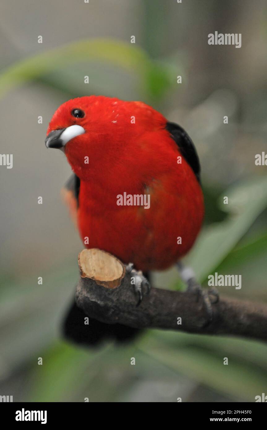 Scarlet Tanager, Male Stock Photo - Alamy