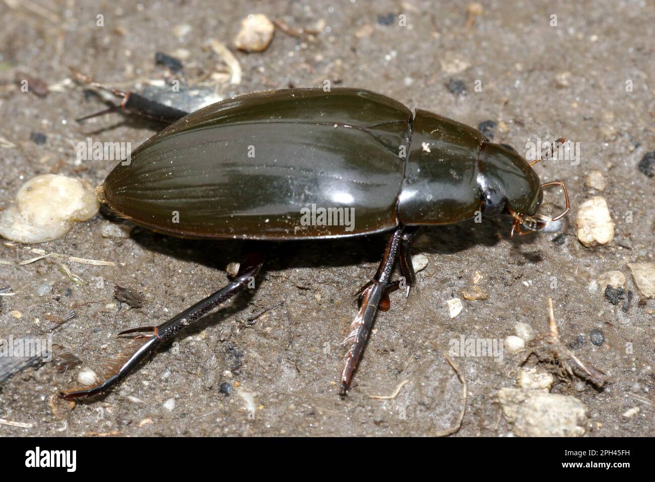 Large piston water beetle Stock Photo - Alamy