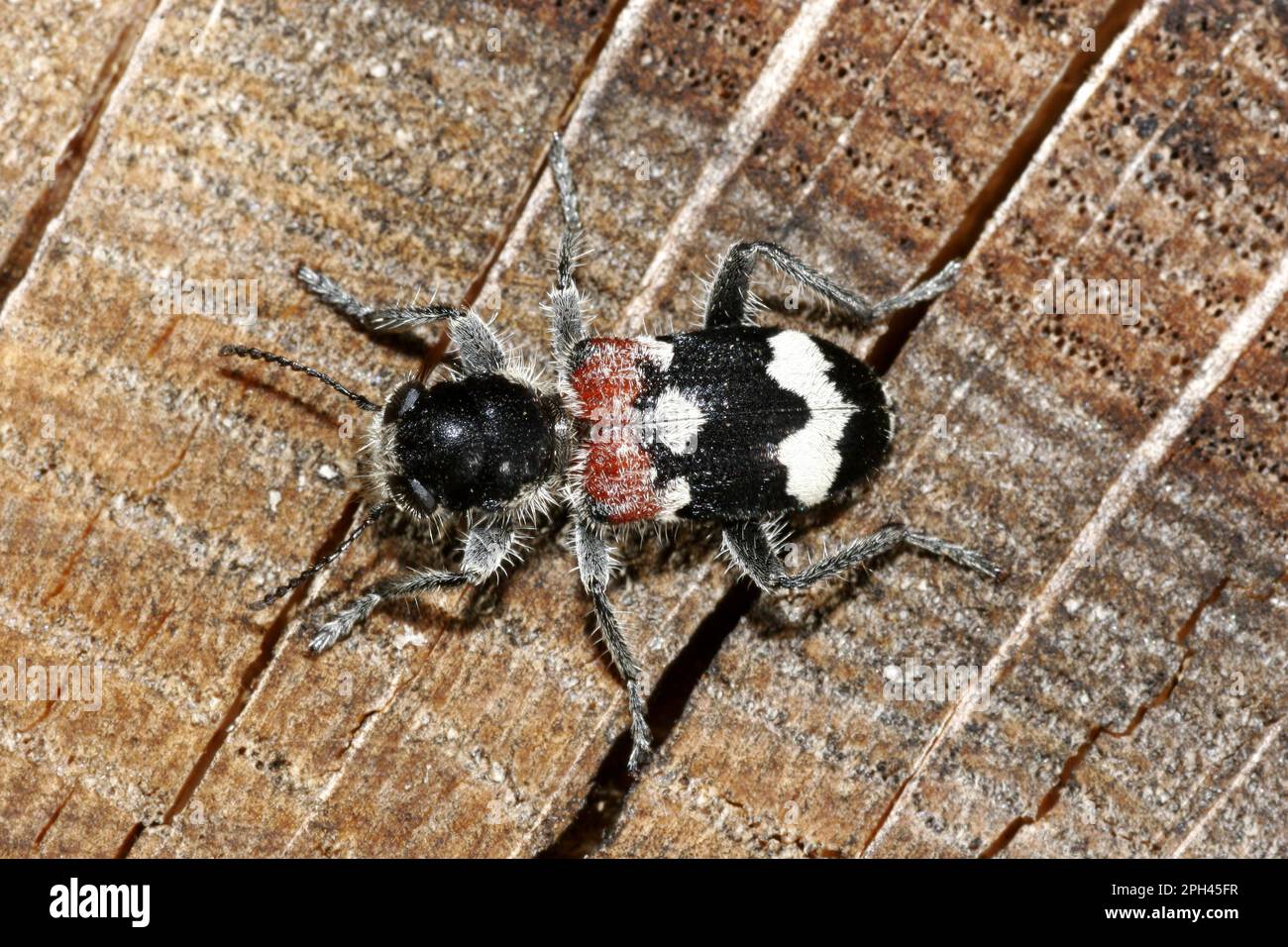 Oak stain beetle Stock Photo - Alamy