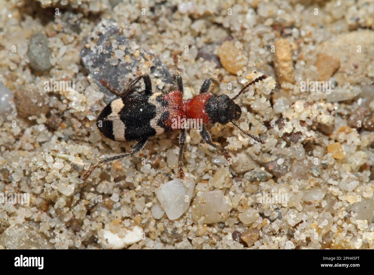 Large anteater beetle Stock Photo - Alamy