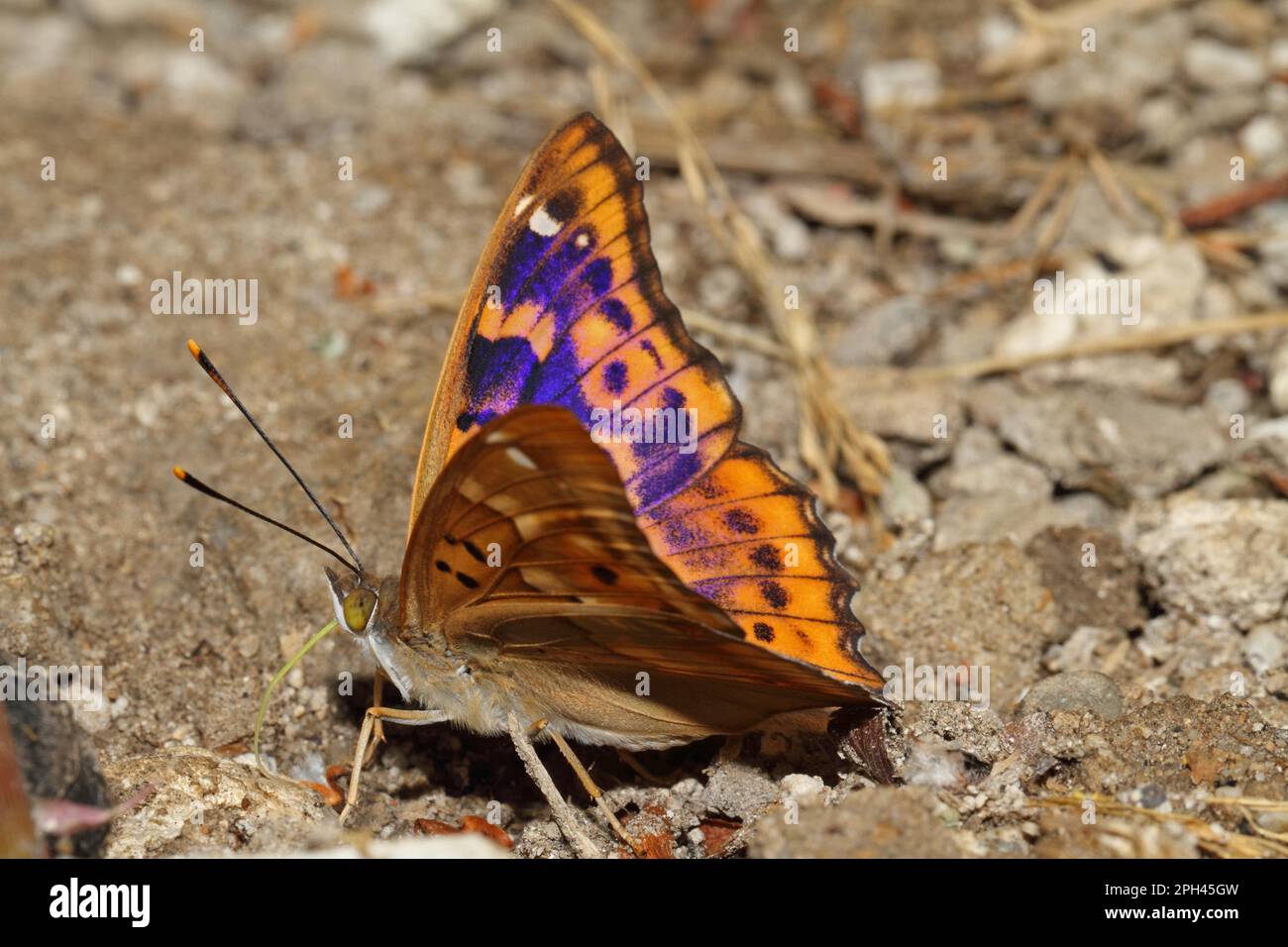 Lesser Schiller Butterfly Stock Photo - Alamy