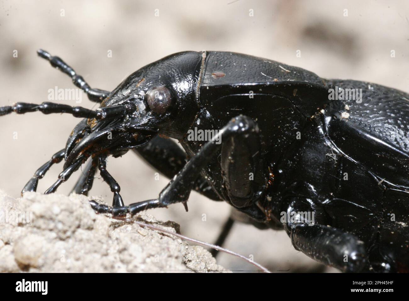 Leather beetle, Carabus coriaceus Stock Photo - Alamy