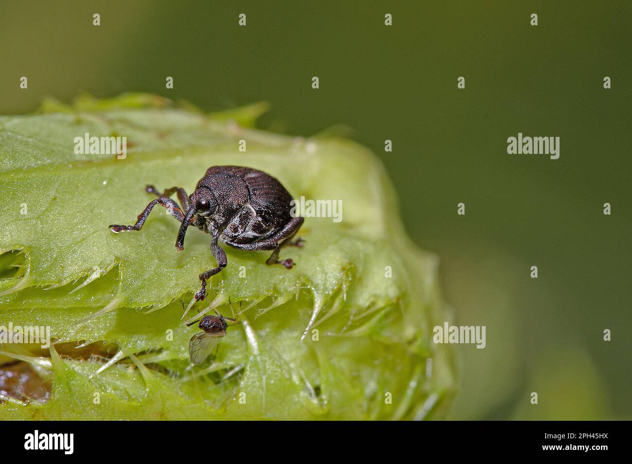Weevil, Rhinoncus inconspectus Stock Photo - Alamy