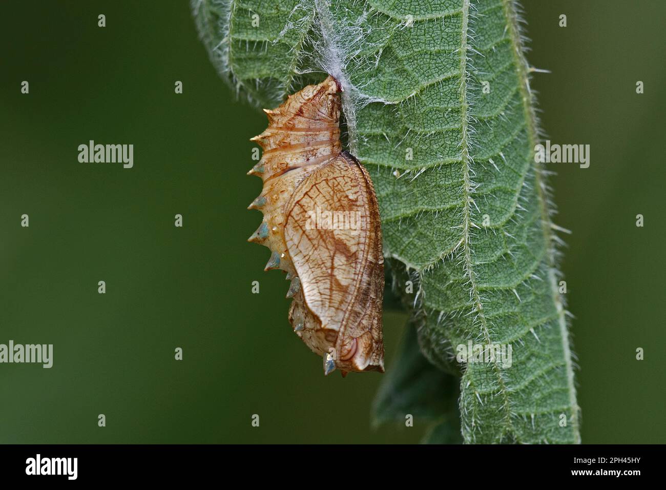 Meadowsweet mother-of-pearl butterfly, caterpillar ready to pupate ...