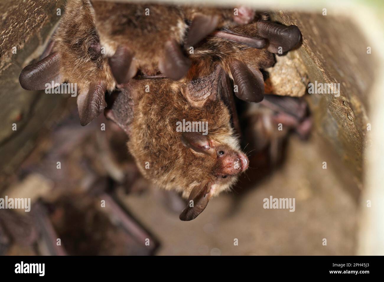 Common bat hi-res stock photography and images - Alamy