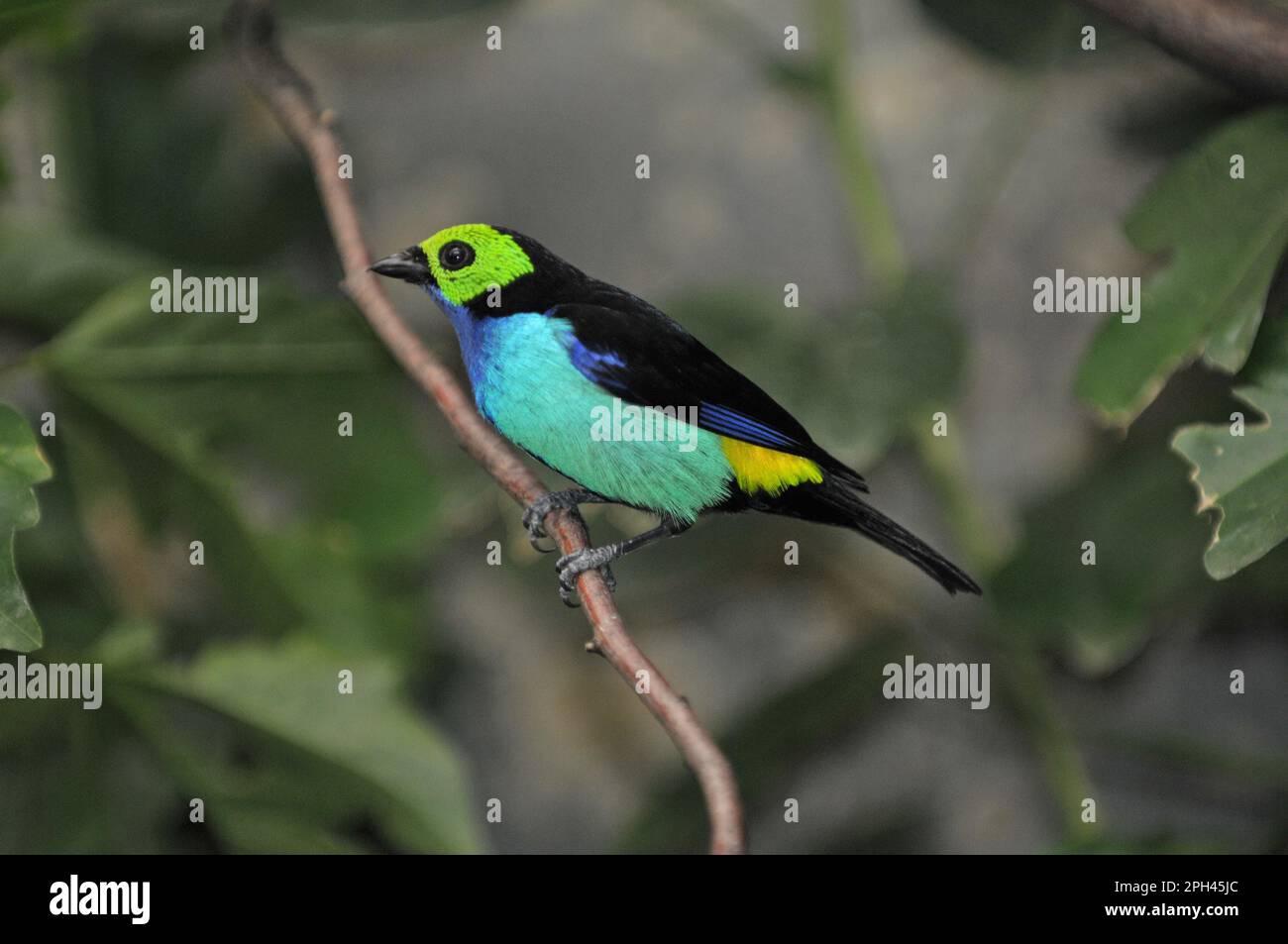 Seven coloured bird hi-res stock photography and images - Alamy