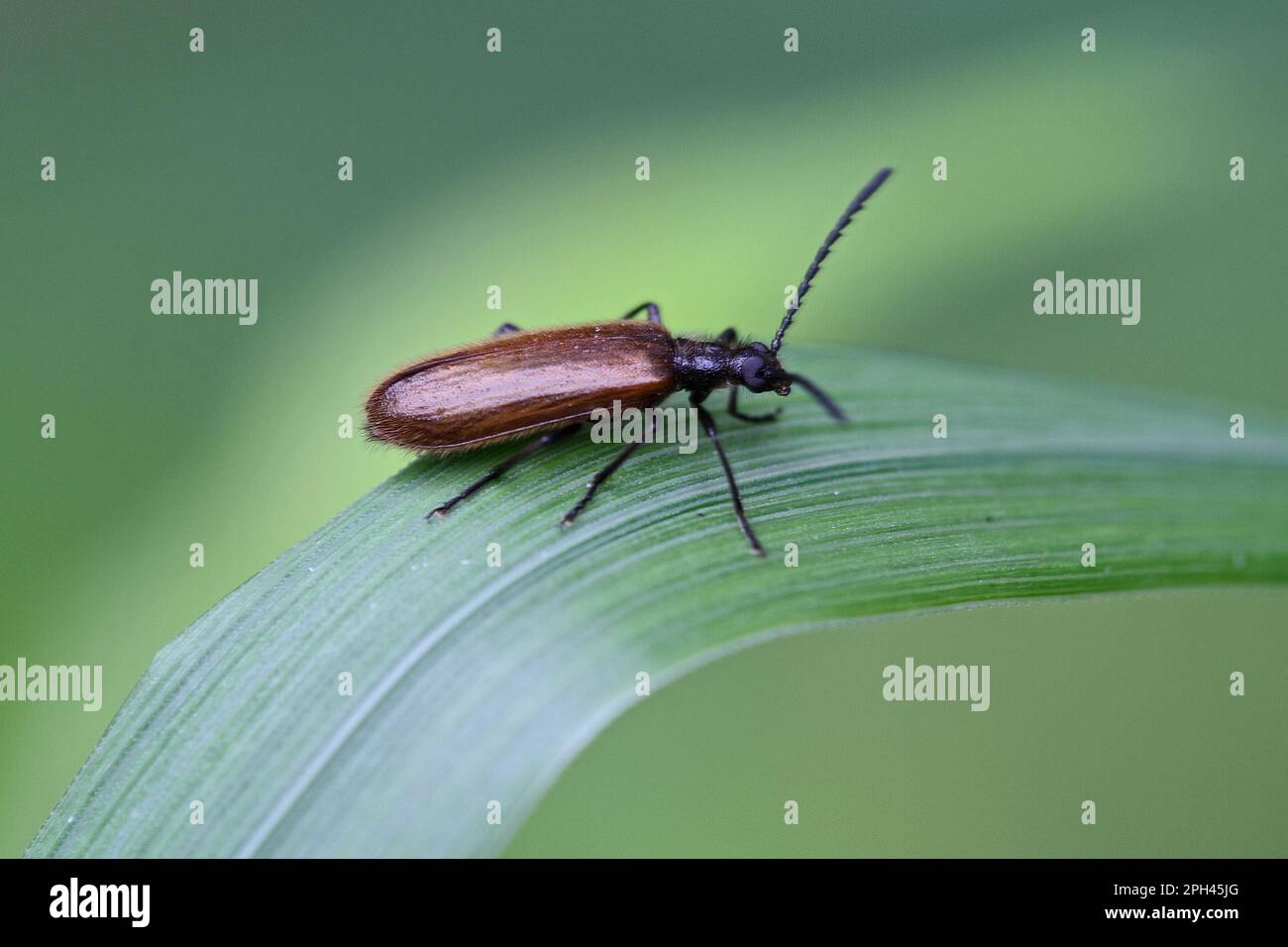 Darkling beetle (Lagria hirta Stock Photo - Alamy