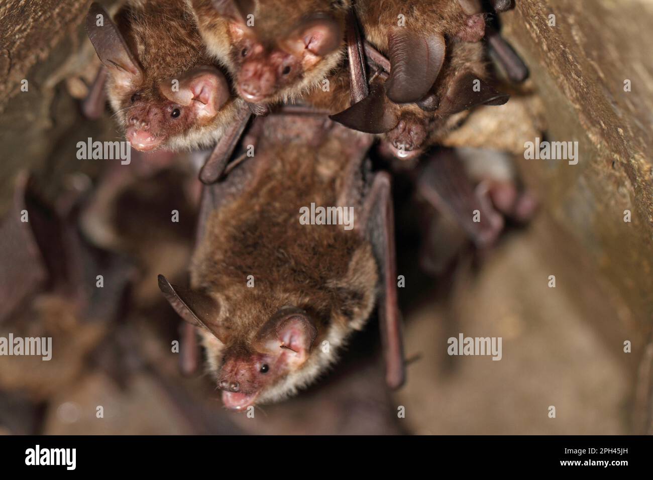 Bechstein's bat hi-res stock photography and images - Alamy