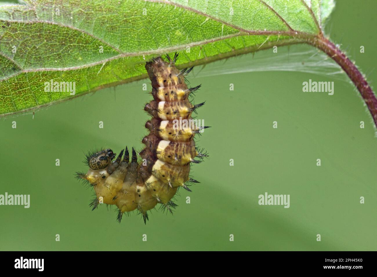 Pearl bordered fritillary caterpillar hi-res stock photography and ...