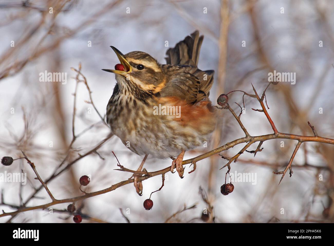 Adult redwing hi-res stock photography and images - Alamy