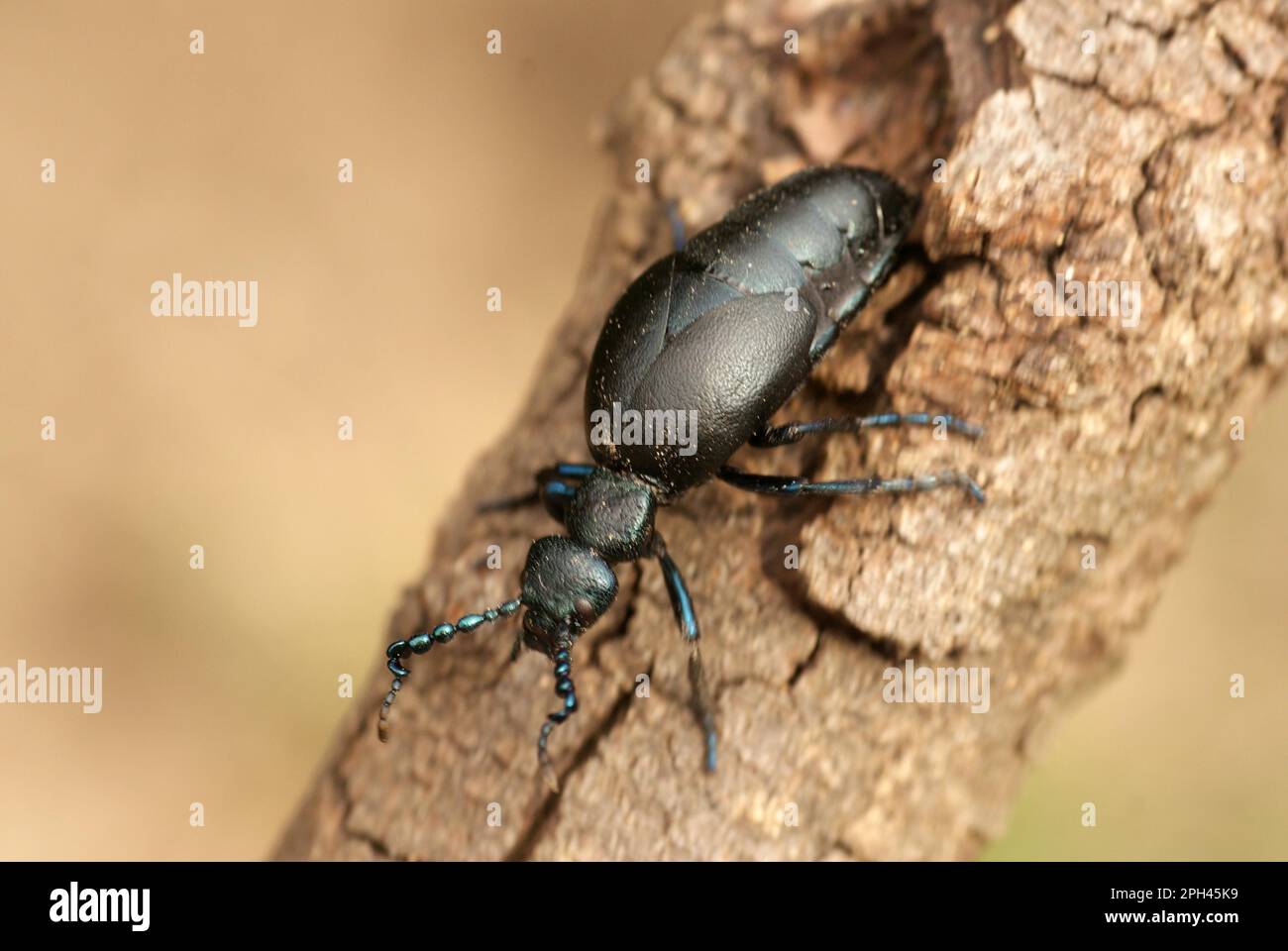 Dusky blue oil beetle Stock Photo - Alamy