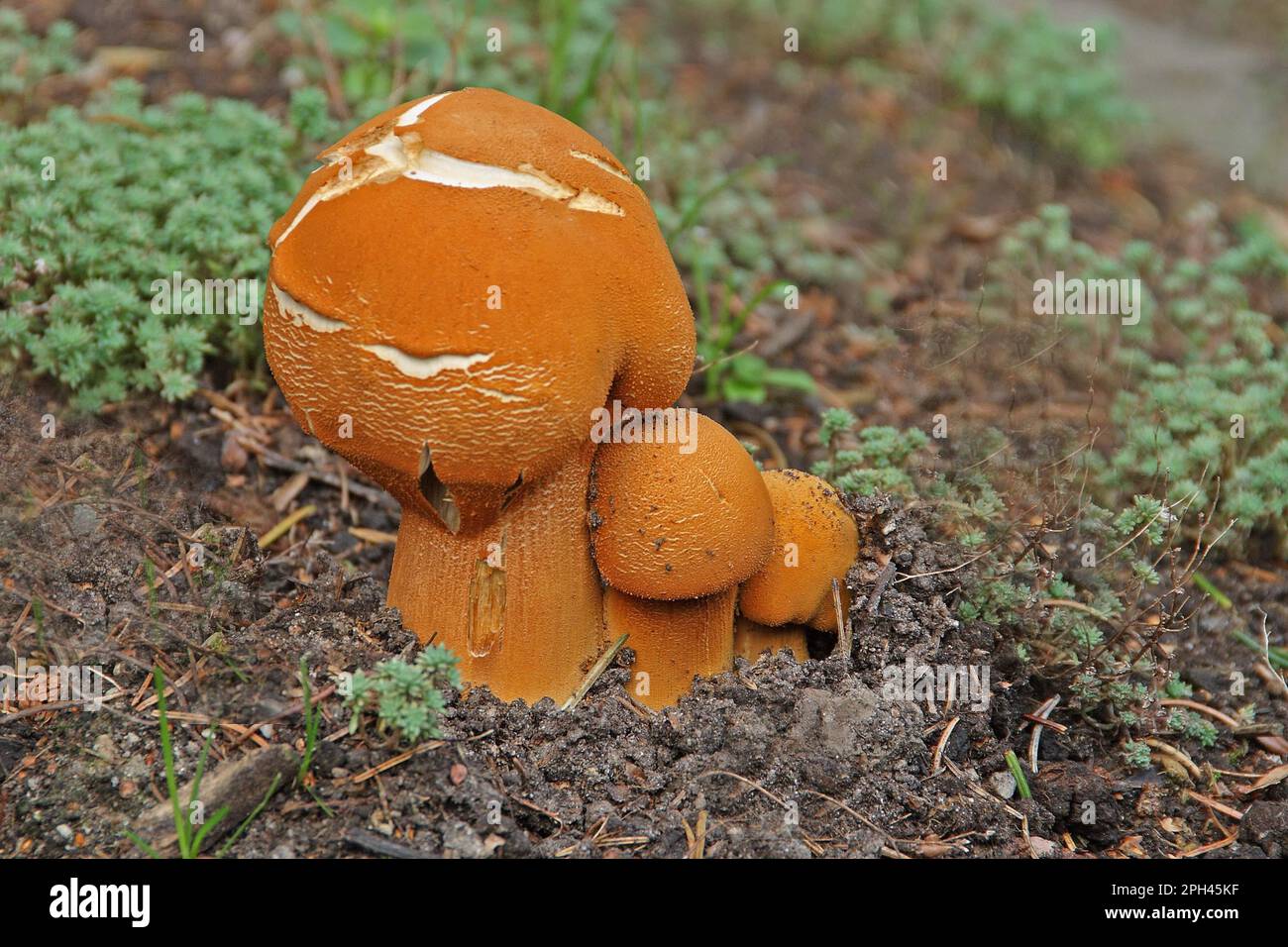 Golden glimmer hi-res stock photography and images - Alamy