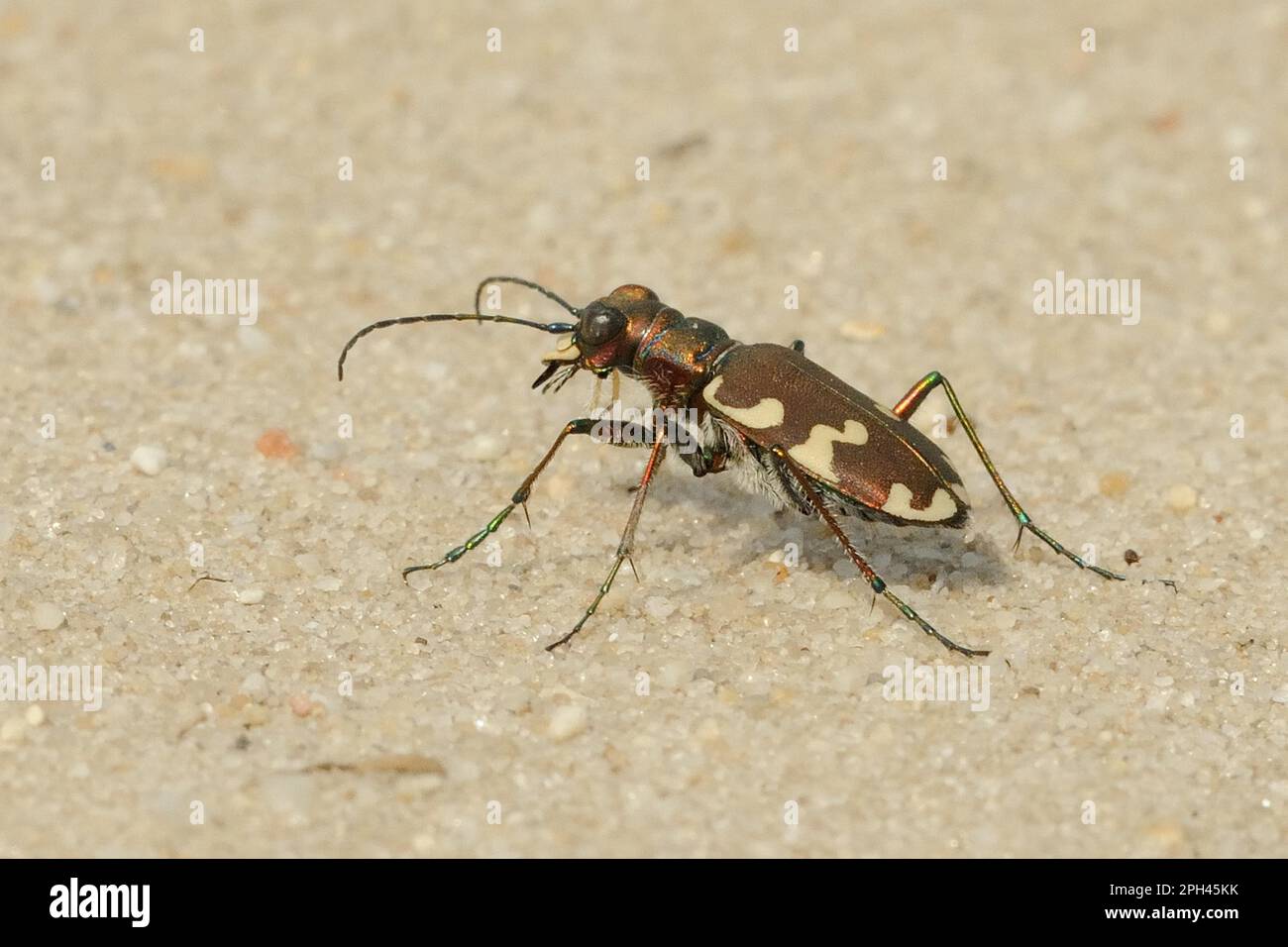Dune Sand Beetle Stock Photo - Alamy
