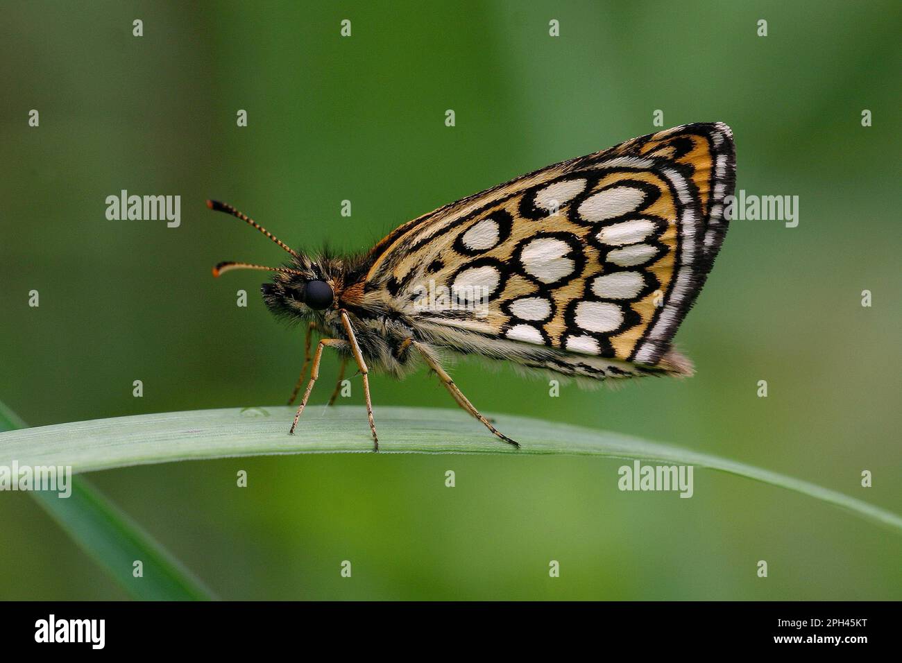 Mirror-spotted Sickle-headed Butterfly Stock Photo - Alamy