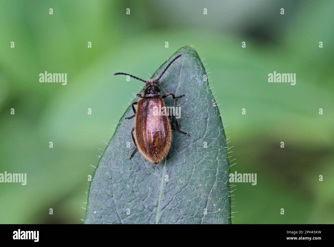 Lagria hirta hi-res stock photography and images - Alamy