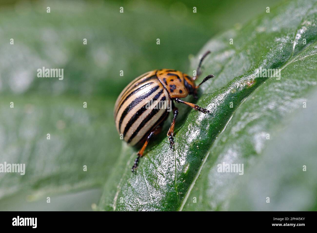Colorado potato beetle Stock Photo - Alamy