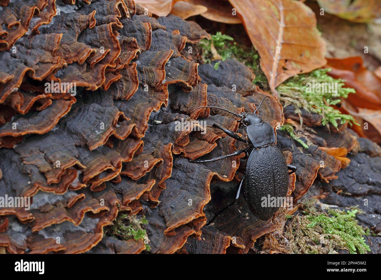 Leather running beetle hi-res stock photography and images - Alamy