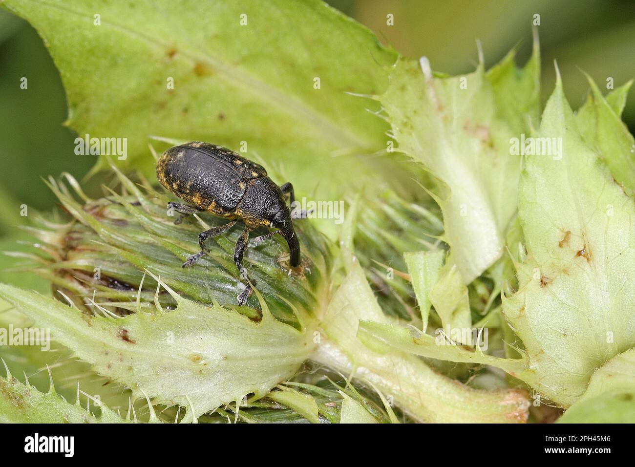Elongated beetle hi-res stock photography and images - Alamy