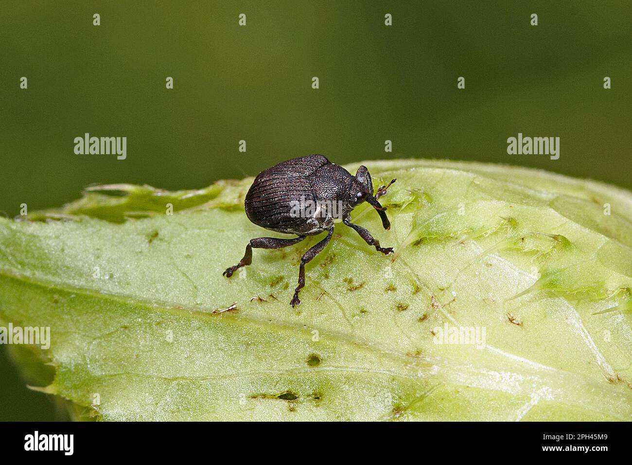 Rhinoncus hi-res stock photography and images - Alamy