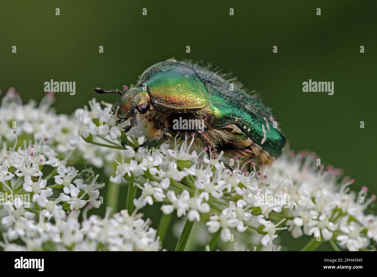 Adult chafer beetle hi-res stock photography and images - Alamy