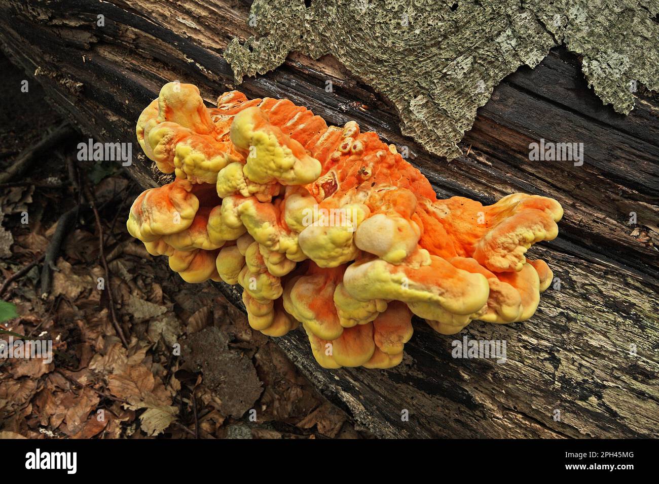 Sulphur porling hi-res stock photography and images - Alamy