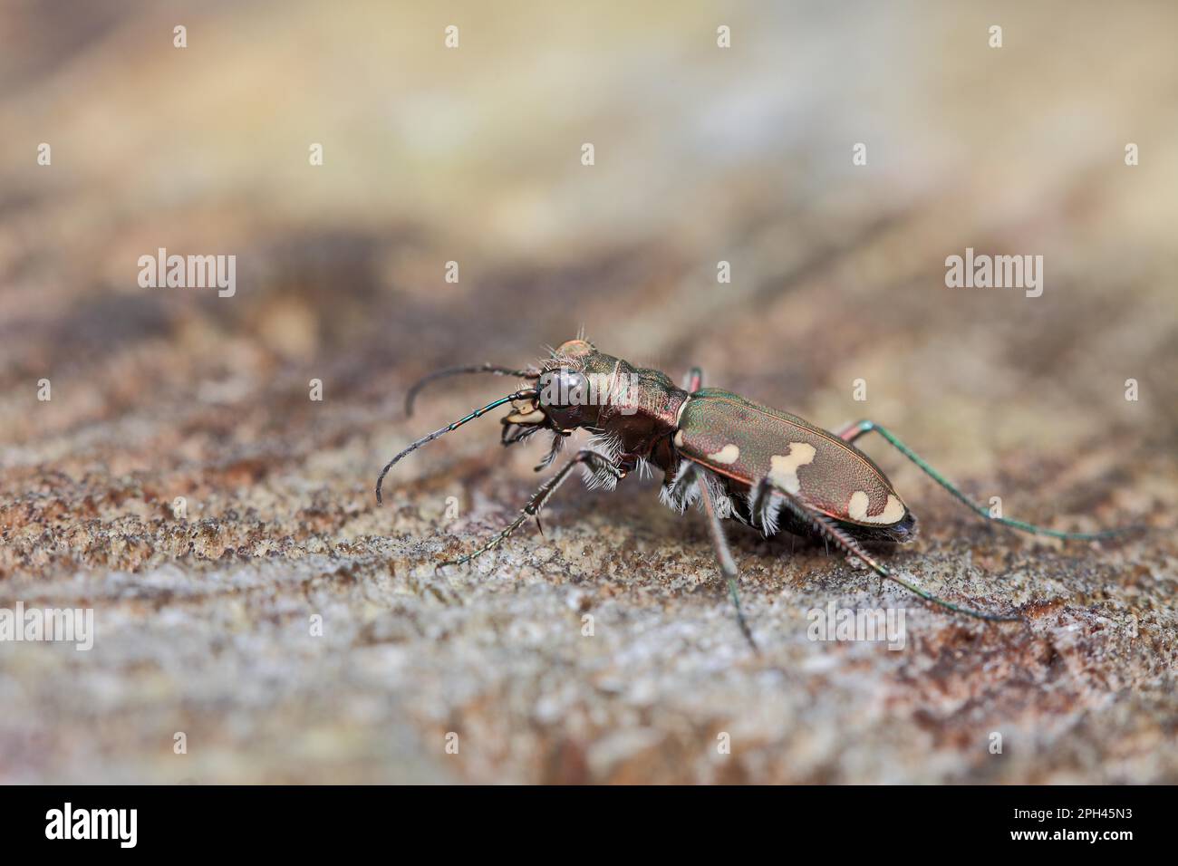 Dune Sand Beetle Stock Photo - Alamy