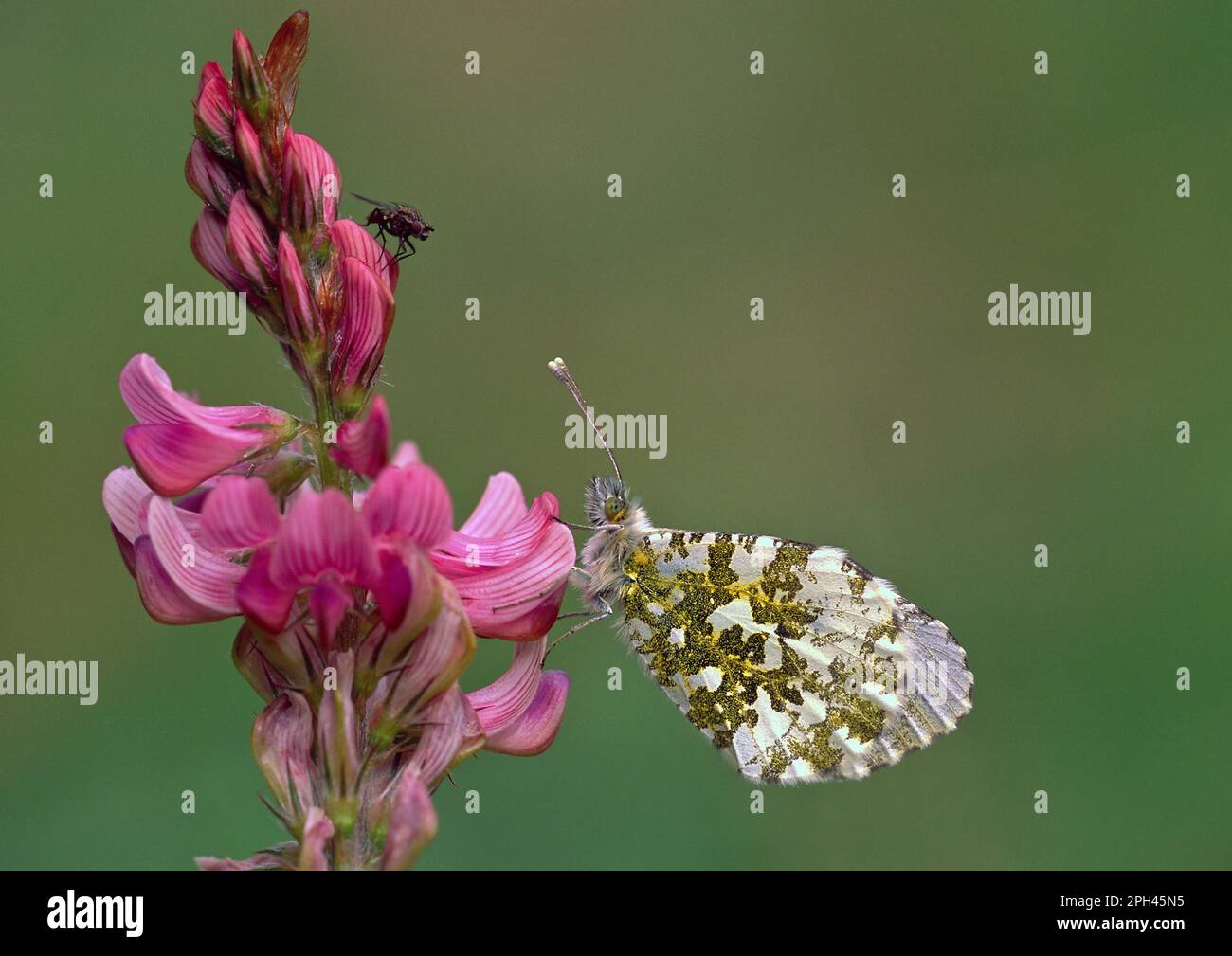 Butterfly sideways hi-res stock photography and images - Alamy