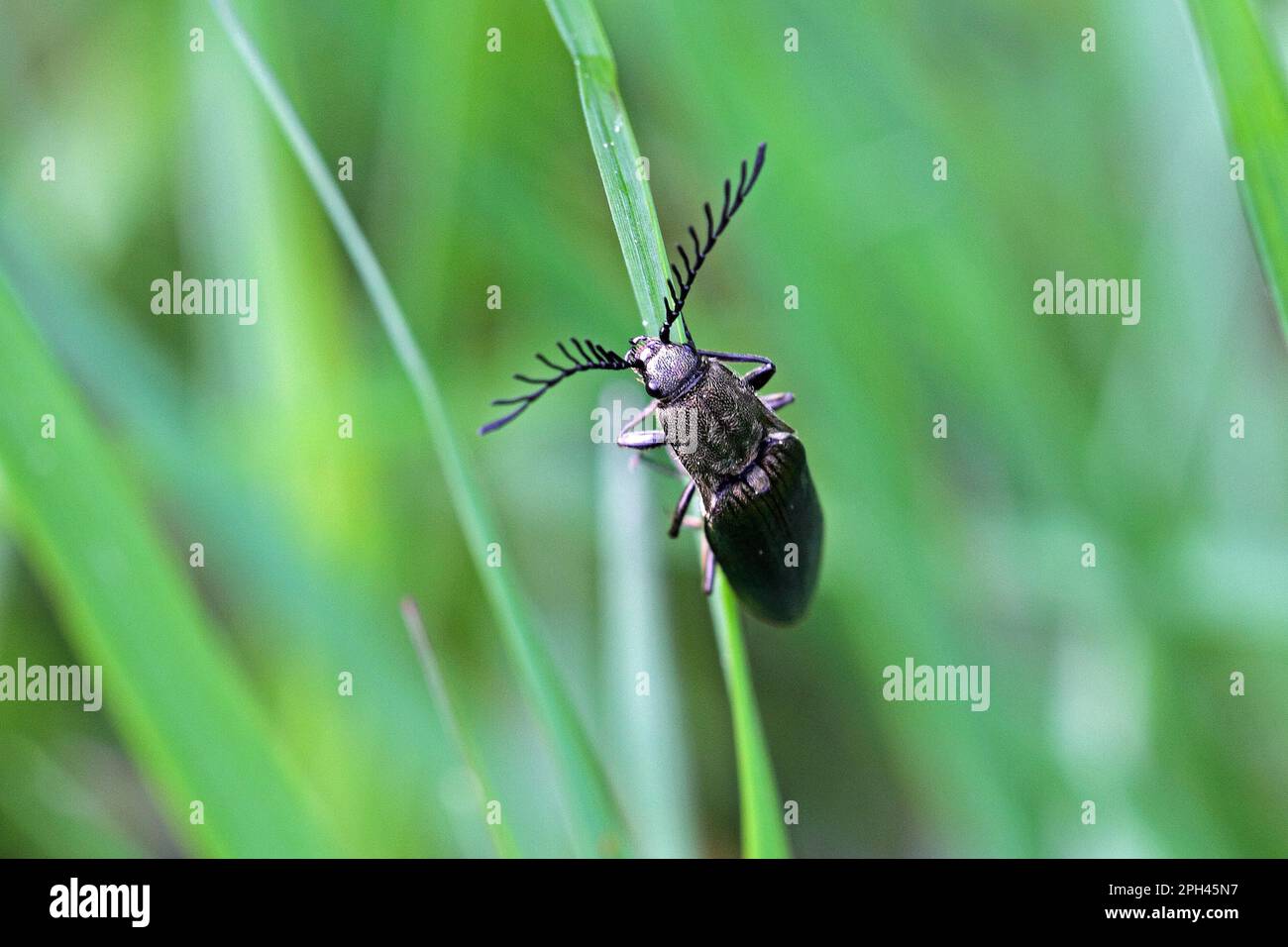 Shiny metallic beetle hi-res stock photography and images - Alamy