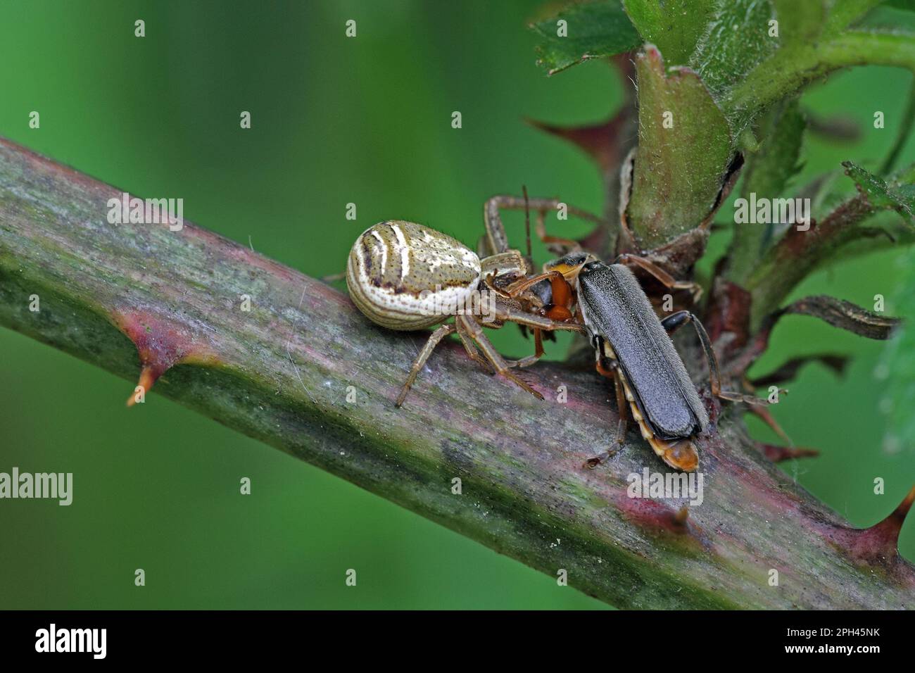 Crab spider with captured soft-bodied beetle, Cantharis nigricans Stock ...