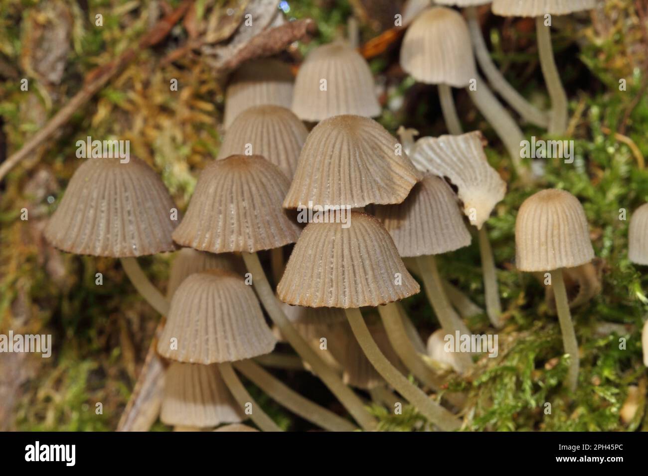 Fairy ink cap hi-res stock photography and images - Alamy