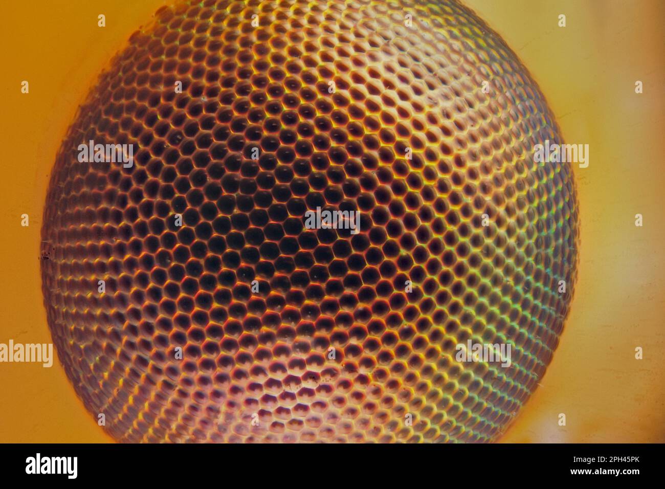 Compound microscope hi-res stock photography and images - Alamy