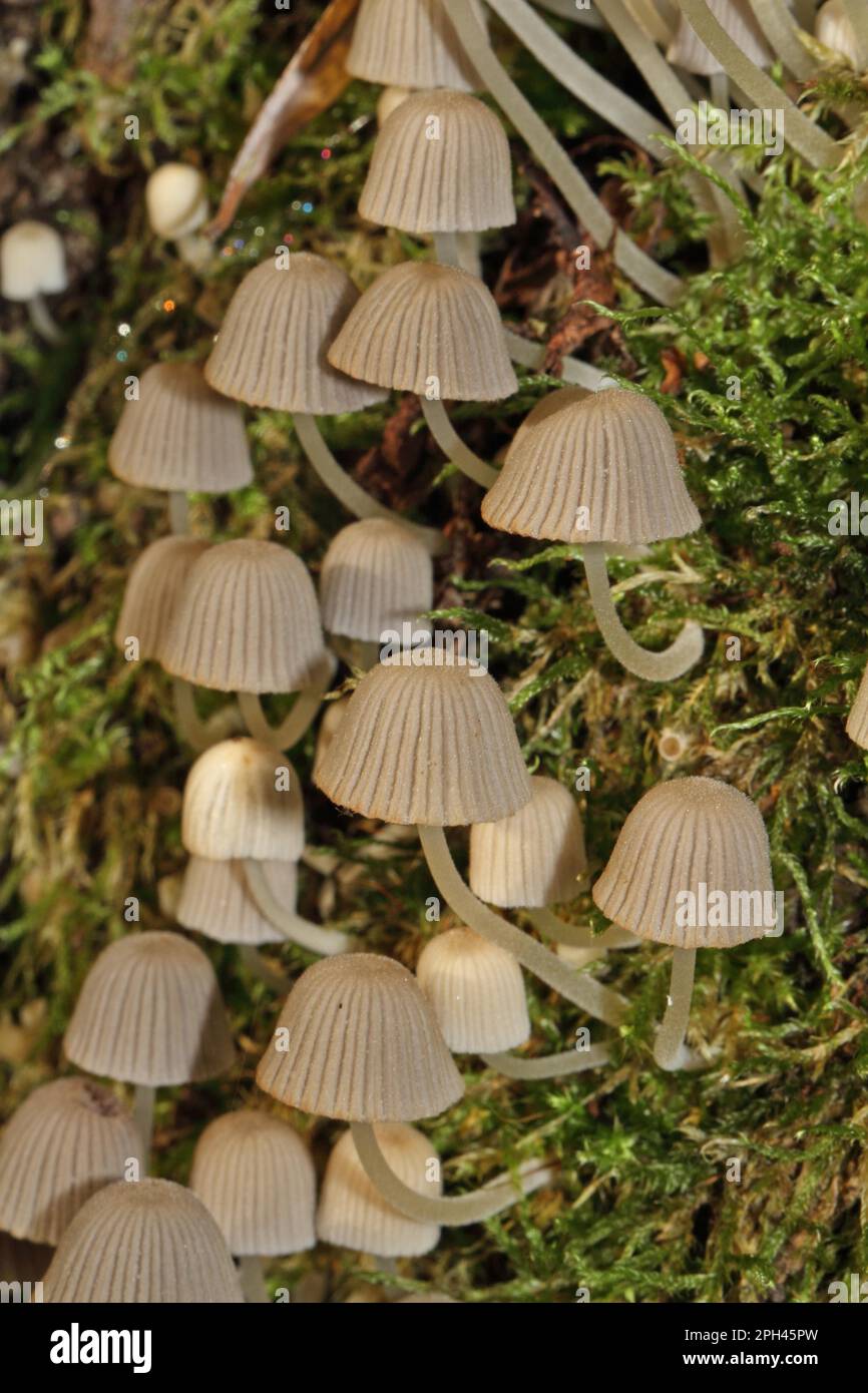 Fairy Ink Cap Stock Photo - Alamy