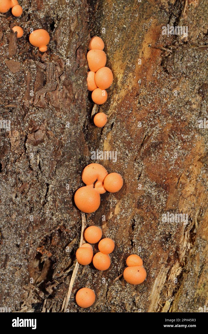 Mold fungus hi-res stock photography and images - Alamy