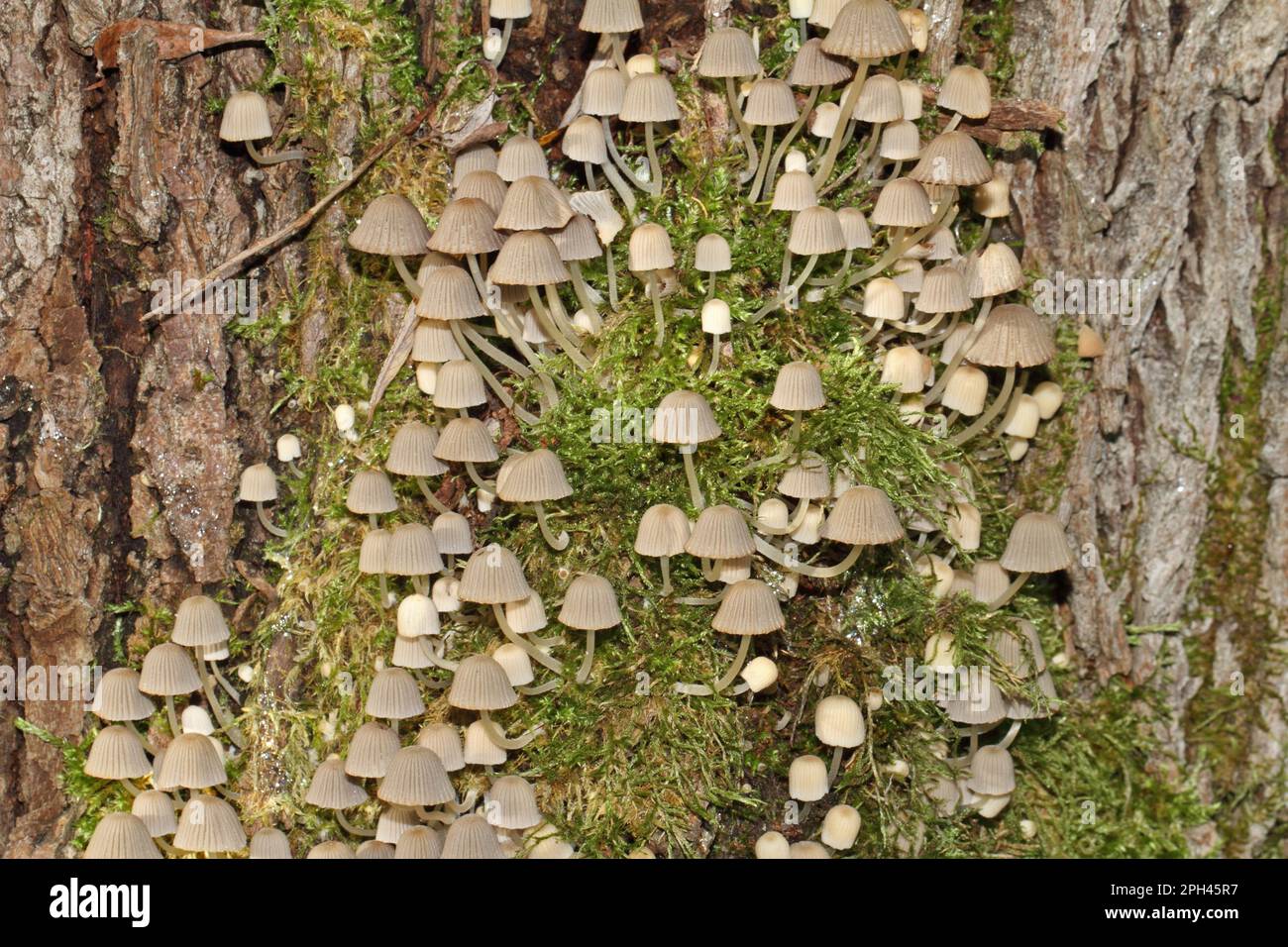 Fairy ink cap hi-res stock photography and images - Alamy