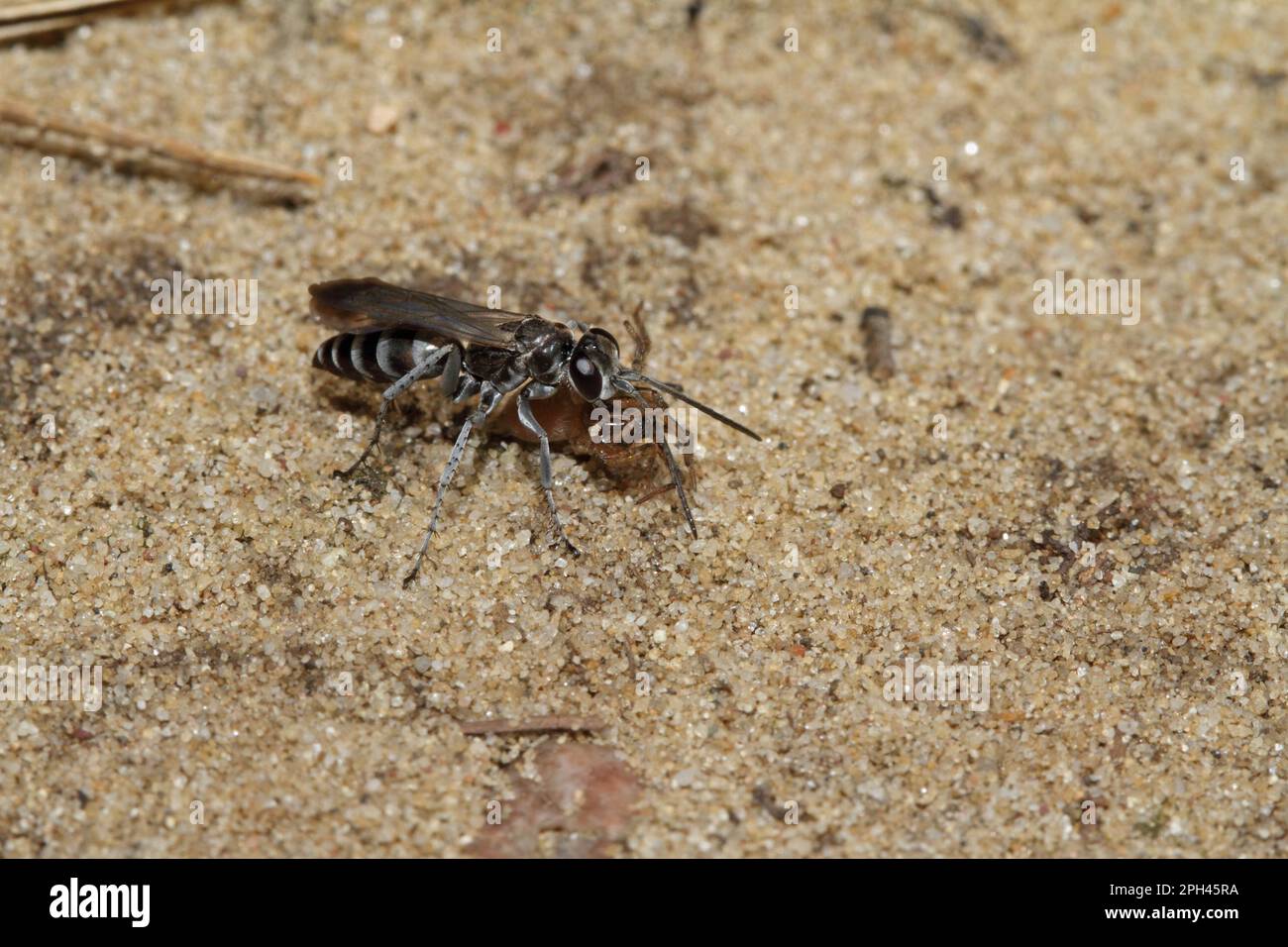 Pompilus wasp hi-res stock photography and images - Alamy
