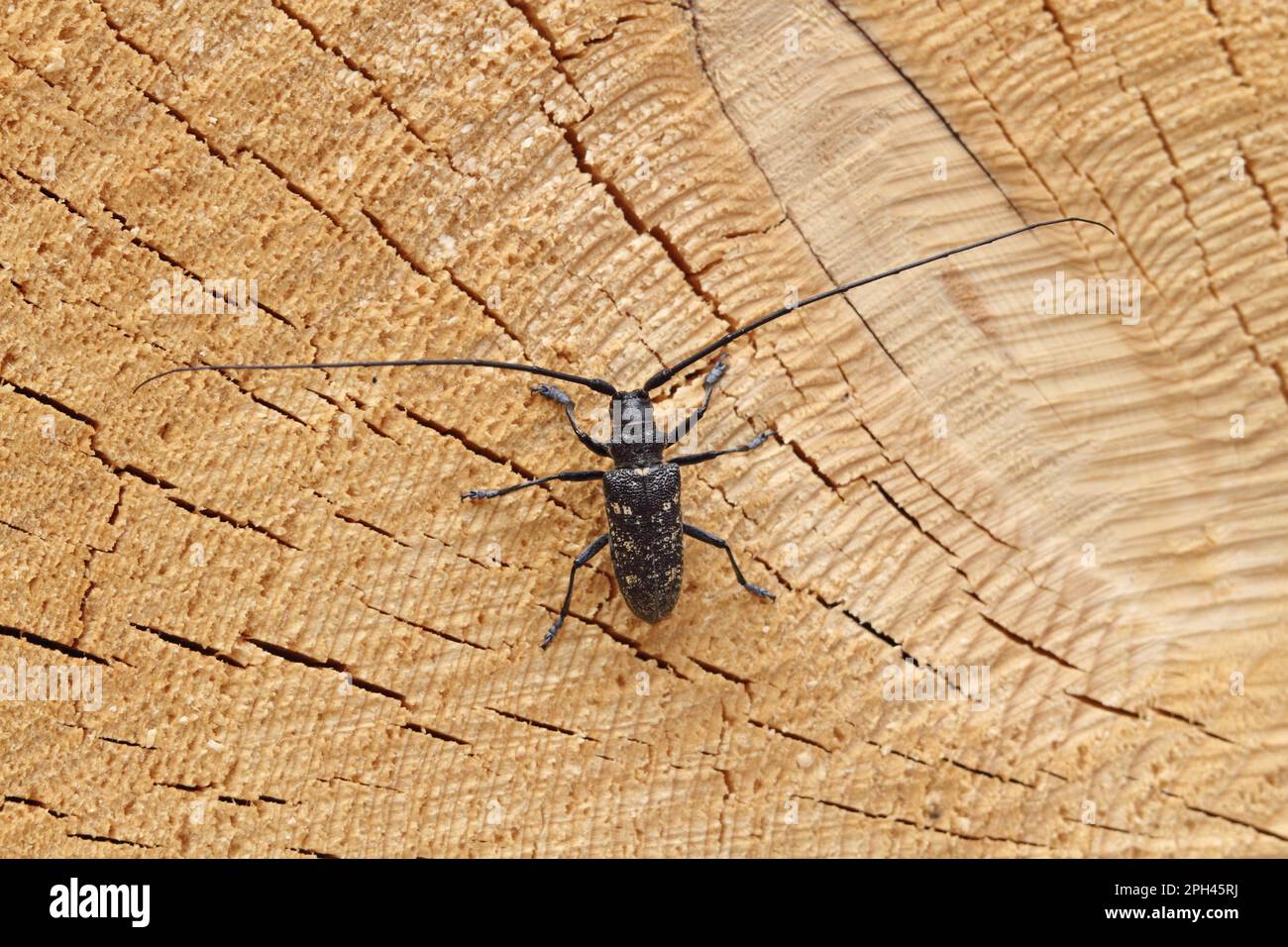 Small longhorn beetle hi-res stock photography and images - Alamy