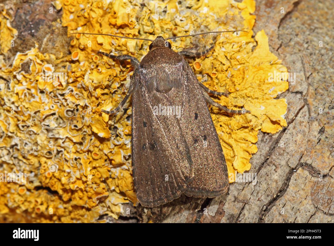 Three-spotted Lance Owl Stock Photo - Alamy