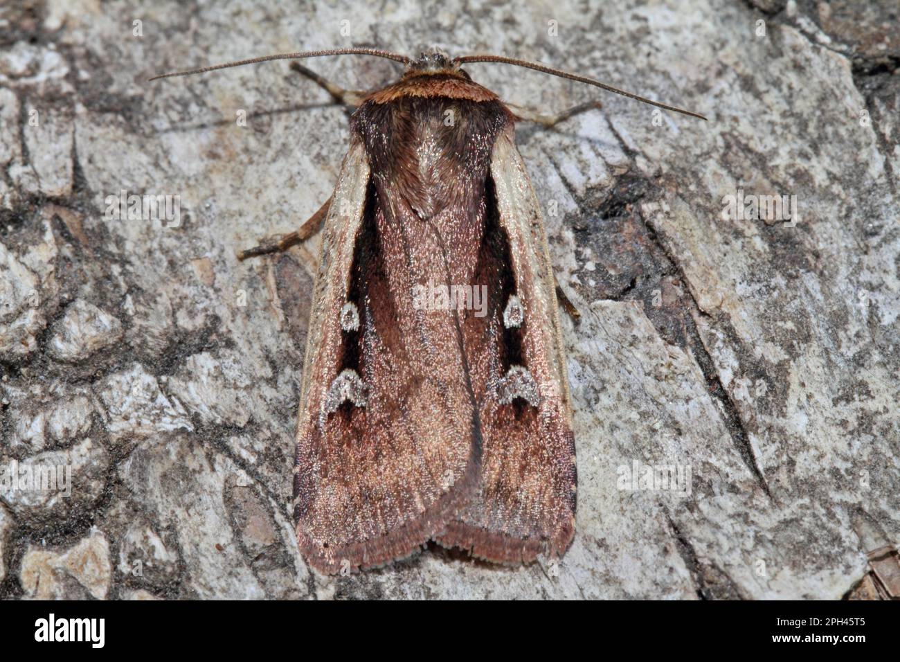 Flame shoulder moth hi-res stock photography and images - Alamy
