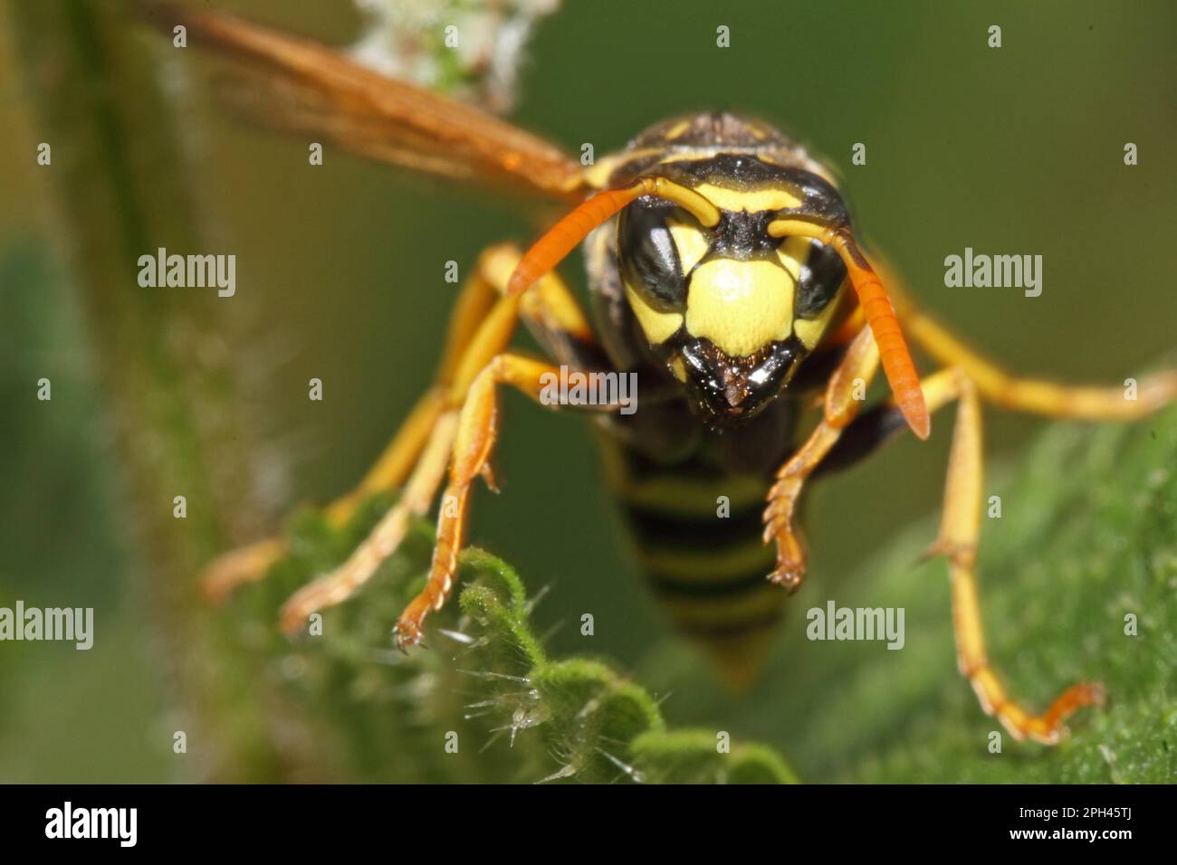 European Paper Wasp Stock Photo - Alamy