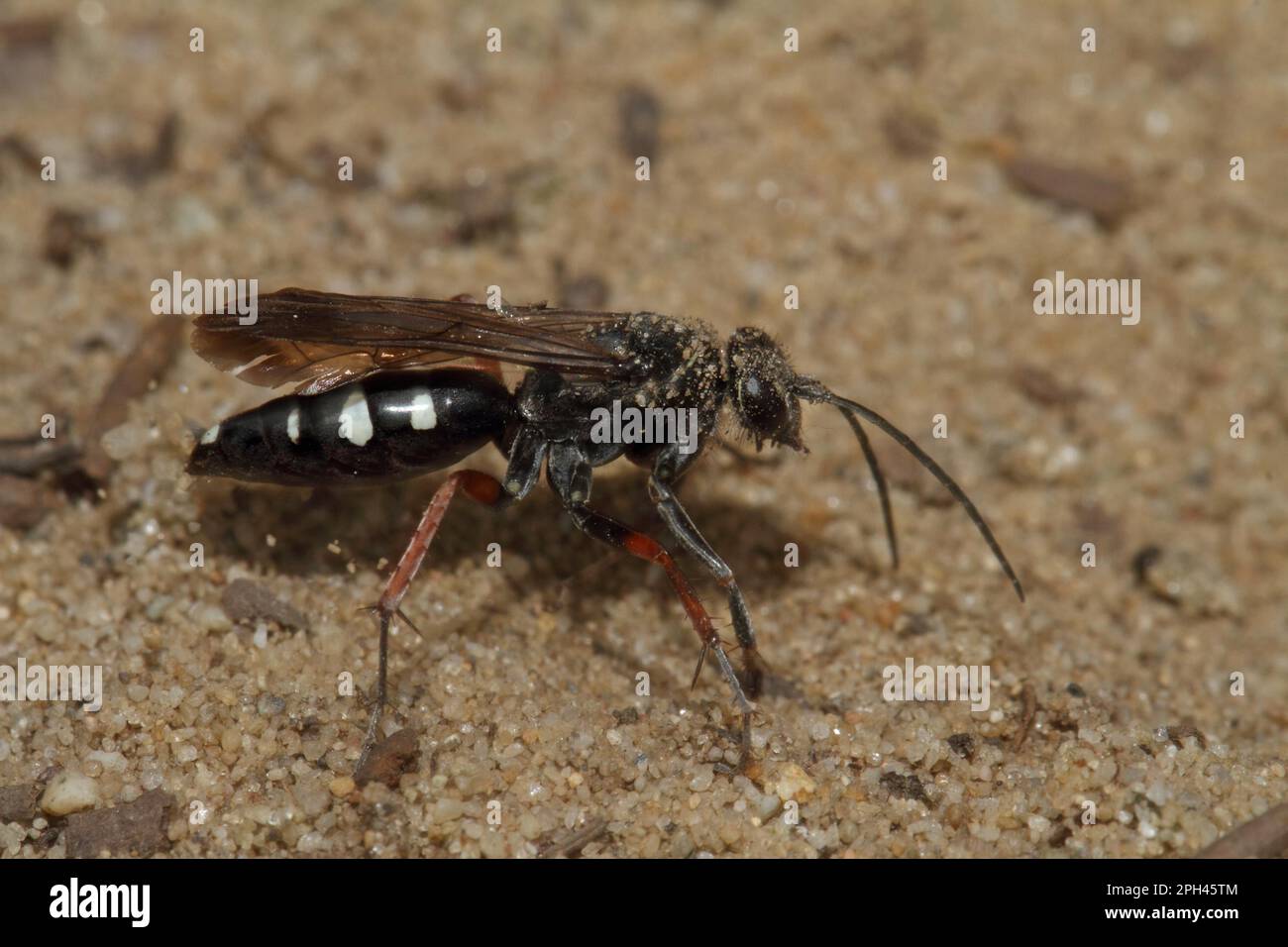Red-legged spider wasp Stock Photo - Alamy